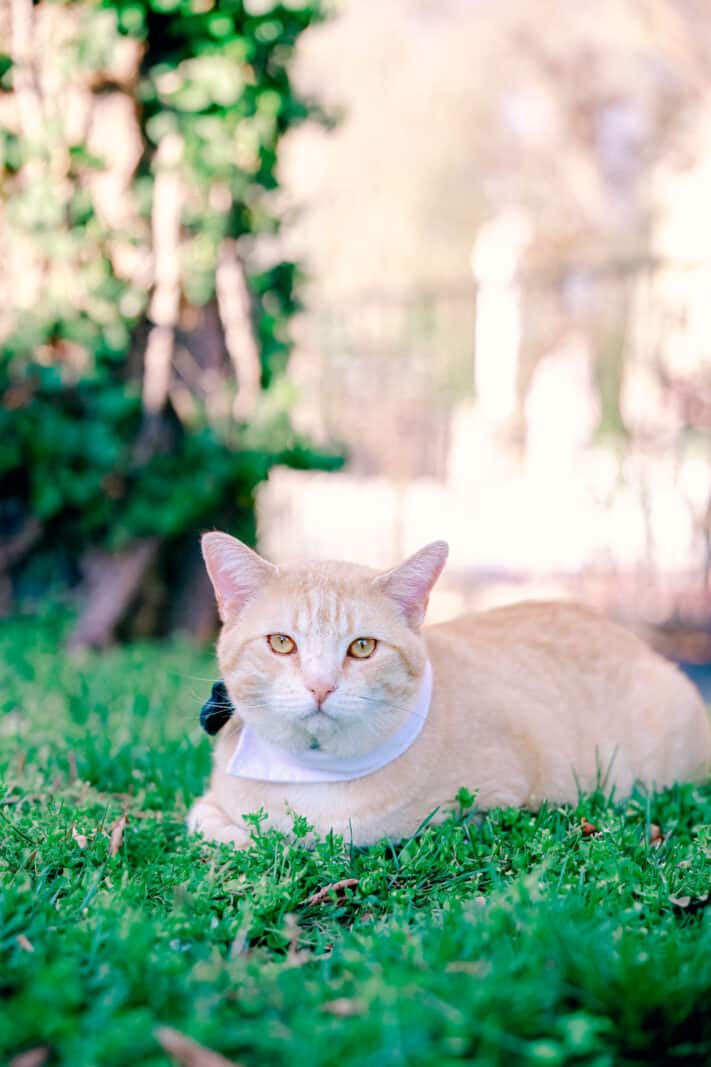 Macca Villa: The Perfect Italian-Inspired Wedding Venue in Murfreesboro ...